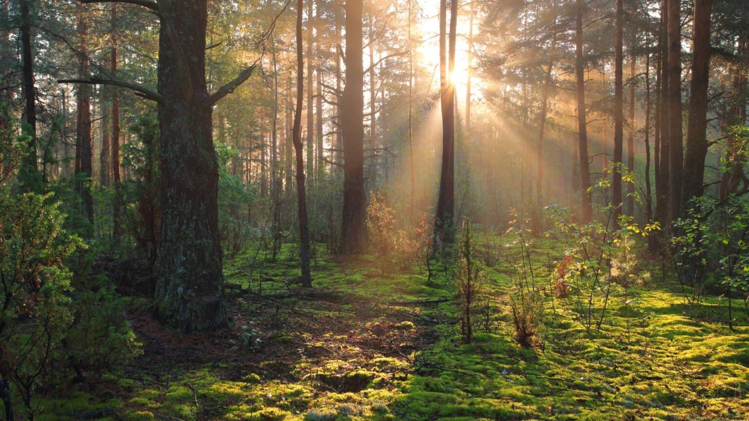 God's Gift: Glimpses Of The Third Heaven | Kimberly Faith